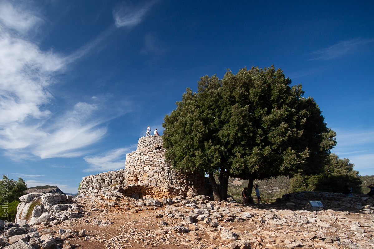 Leccio - Quercus Ilex - Pinna Solinas Vivai